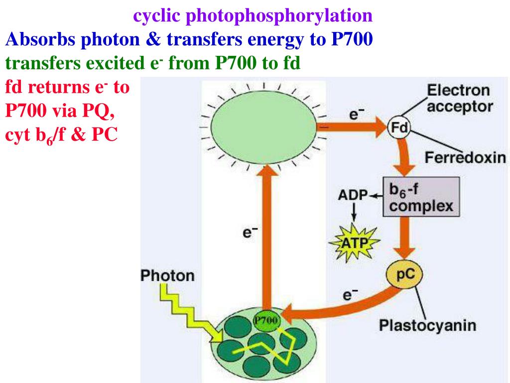 PPT - Photosynthesis 1) Light rxns use light to pump H + use ∆ pH to ...