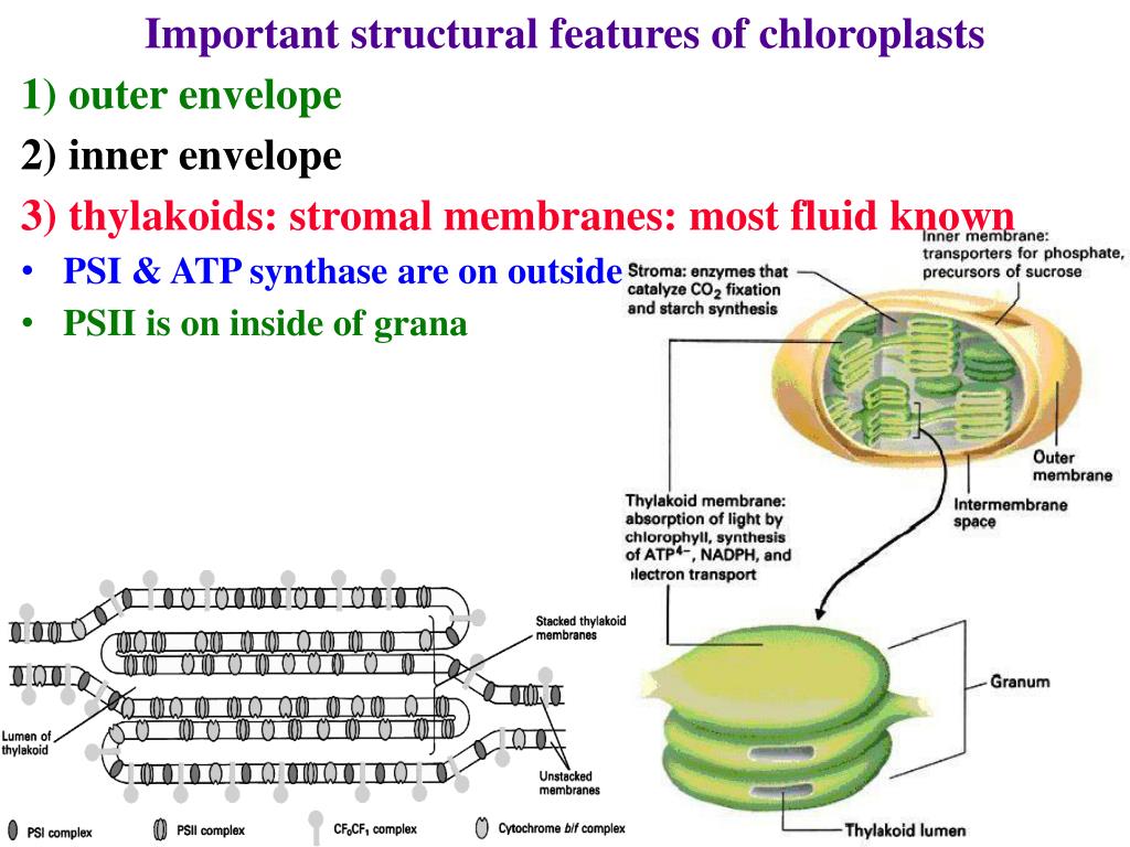 PPT - Photosynthesis 1) Light rxns use light to pump H + use ∆ pH to ...