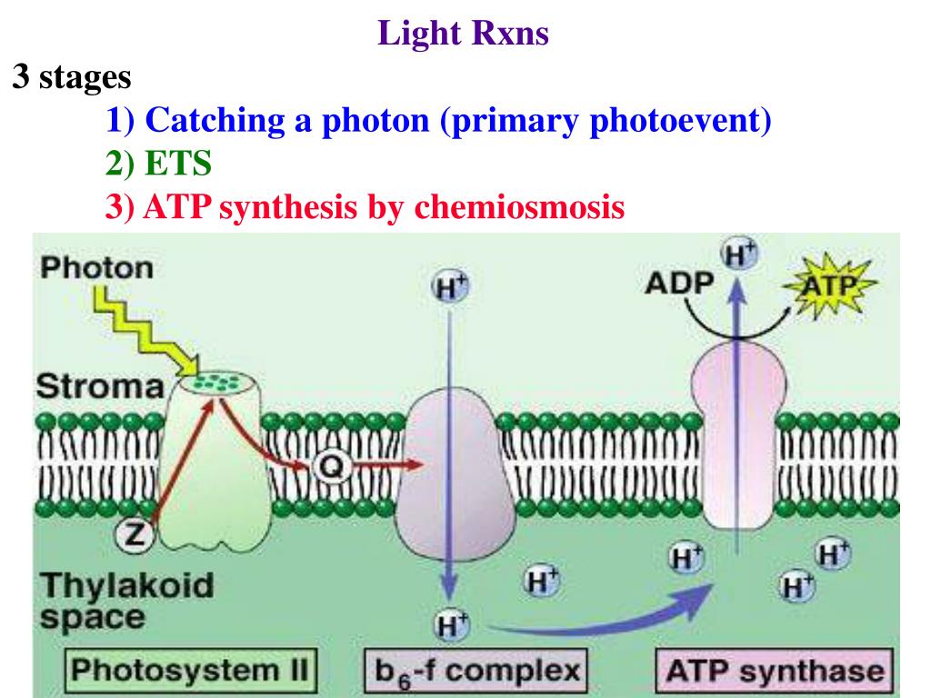 PPT - Photosynthesis 1) Light rxns use light to pump H + use ∆ pH to ...