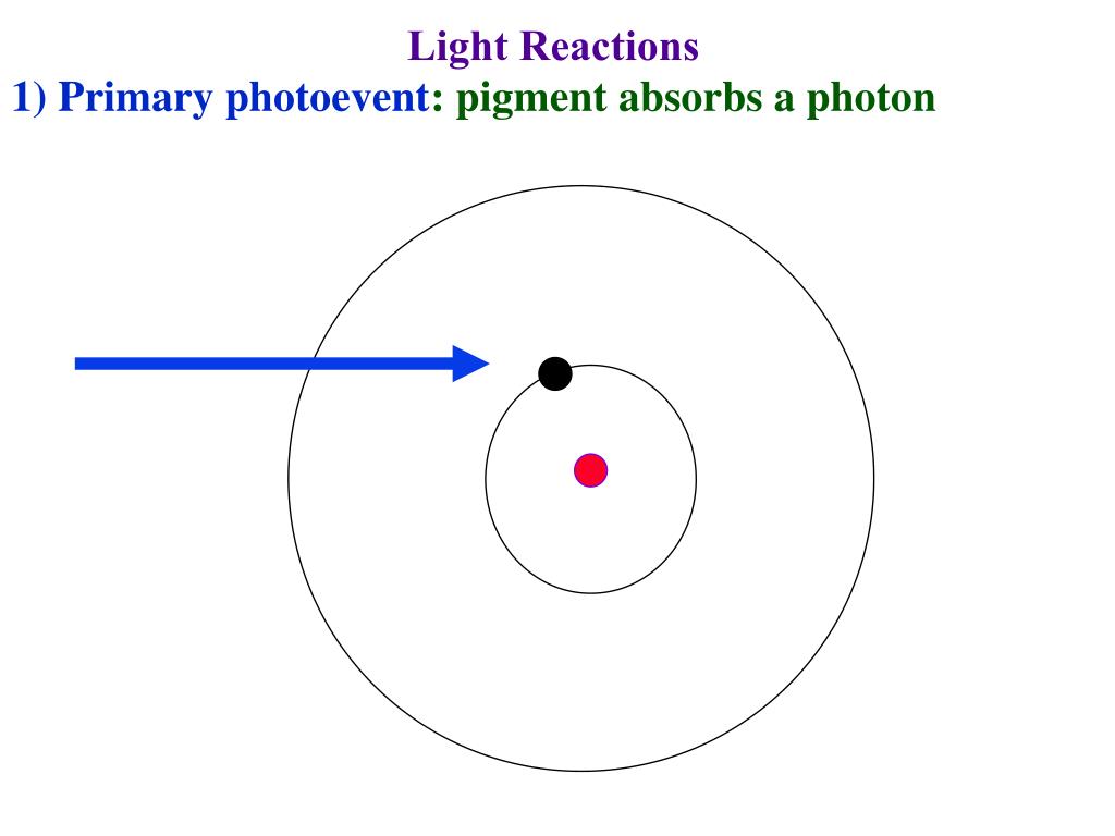 PPT - Photosynthesis 1) Light rxns use light to pump H + use ∆ pH to ...