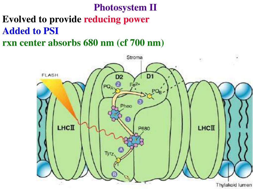 PPT - Photosynthesis 1) Light rxns use light to pump H + use ∆ pH to ...