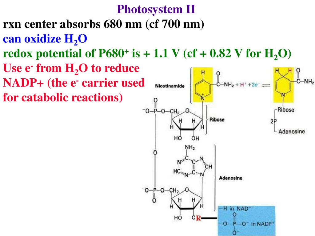 PPT - Photosynthesis 1) Light rxns use light to pump H + use ∆ pH to ...