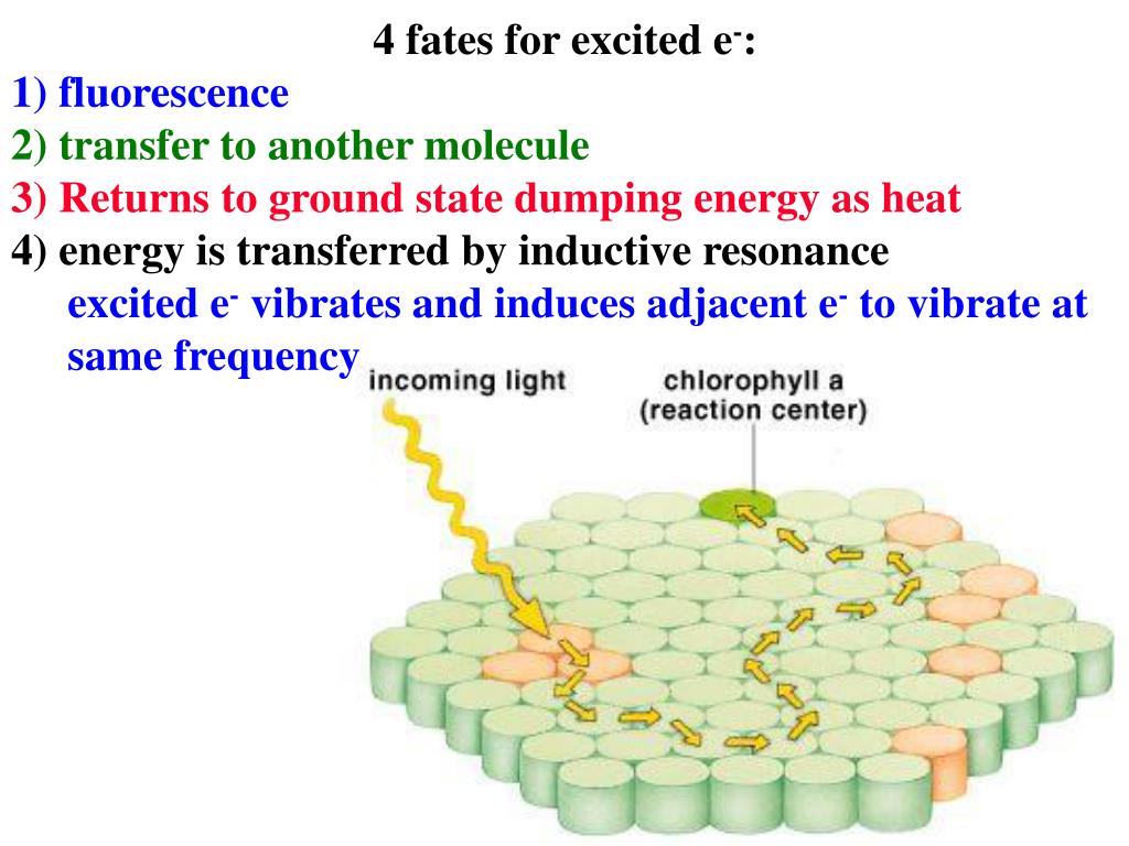 PPT - Photosynthesis 1) Light rxns use light to pump H + use ∆ pH to ...