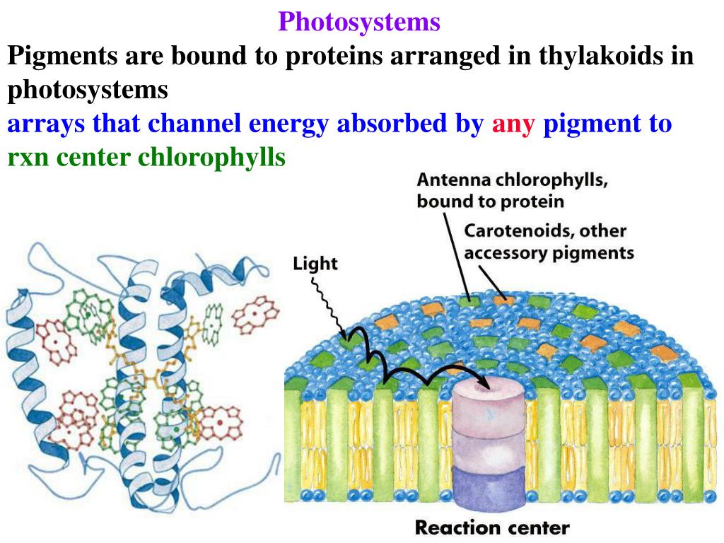 PPT - Photosynthesis 1) Light rxns use light to pump H + use ∆ pH to ...