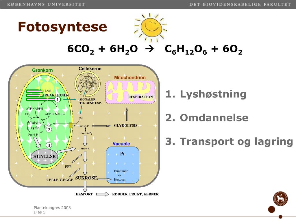 PPT - Forbedret fotosyntese – en vej til øget udbytte PowerPoint ...