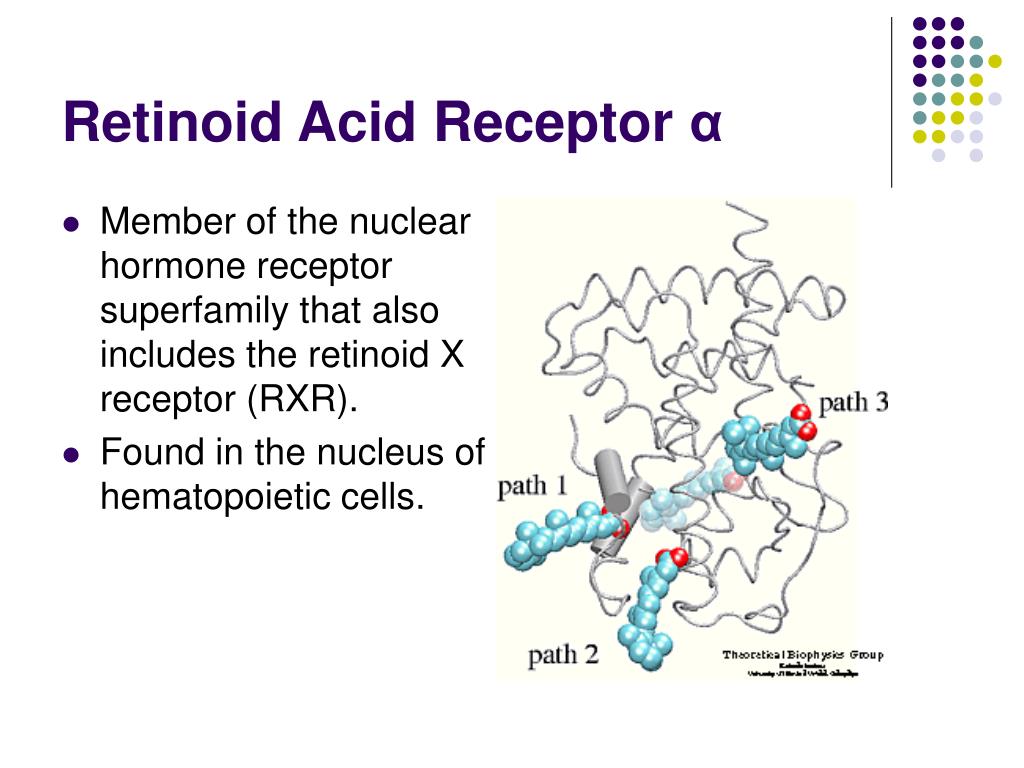 PPT - Retinoic Acid Receptor-Alpha and Its Role in Acute Promyelocytic ...