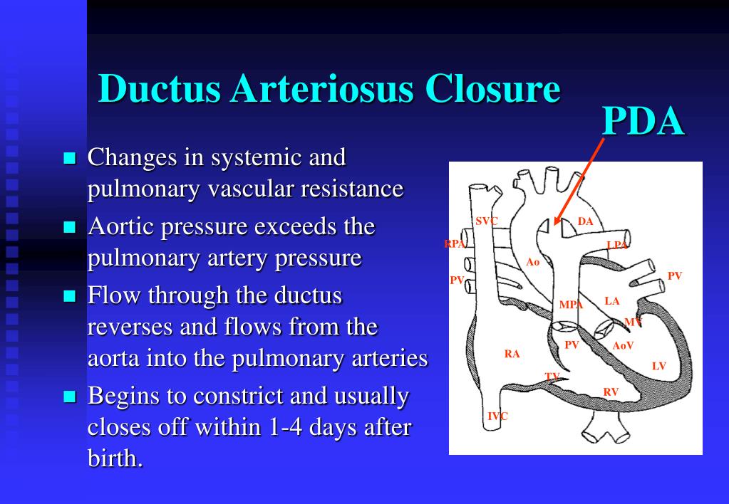 PPT - Congenital Heart Disease in Adult PowerPoint Presentation, free ...
