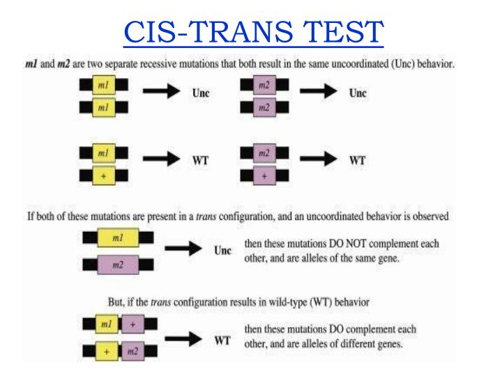 PPT - CONCEPT OF GENE PowerPoint Presentation - ID:3362503