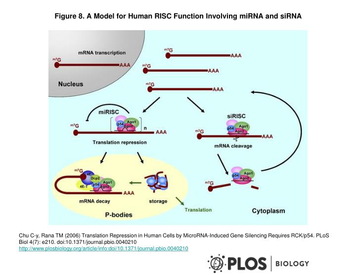 PPT - Figure 8. A Model for Human RISC Function Involving miRNA and ...