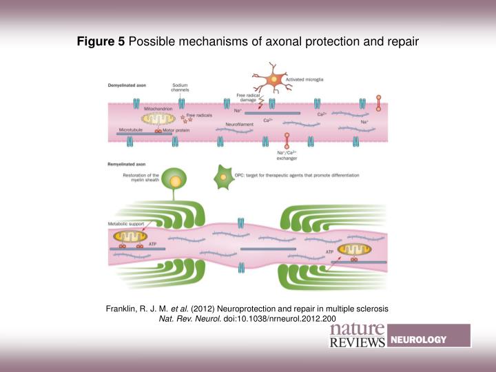 PPT - Figure 5 Possible mechanisms of axonal protection and repair ...