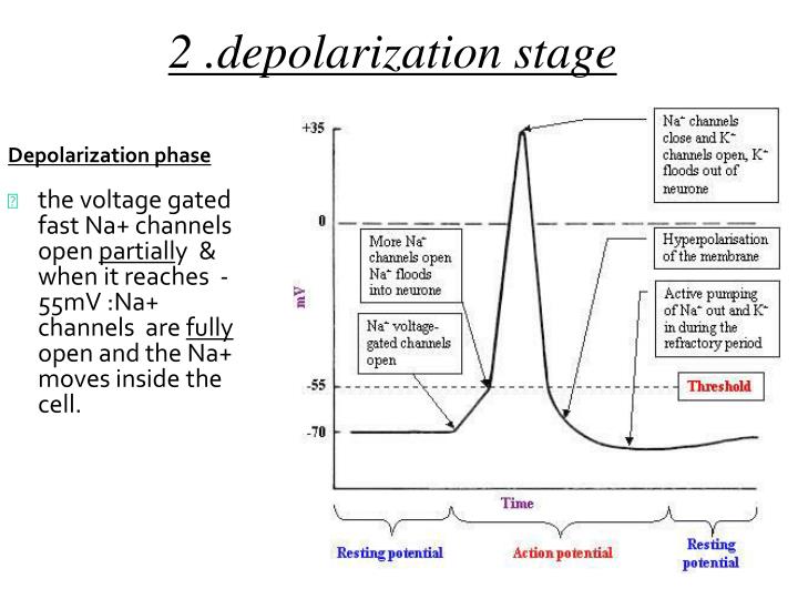 PPT - Membrane potential PowerPoint Presentation - ID:3363450