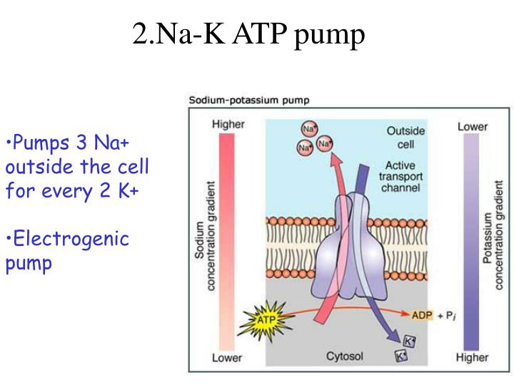 PPT - Membrane potential PowerPoint Presentation - ID:3363450