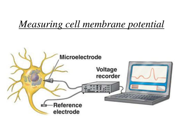 PPT - Membrane potential PowerPoint Presentation - ID:3363450