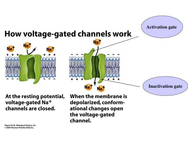 PPT - Membrane potential PowerPoint Presentation - ID:3363450
