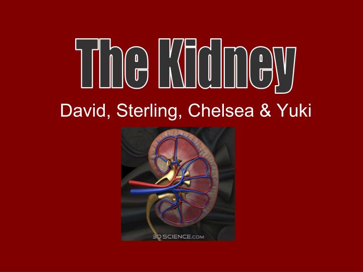 PPT - The Kidney PowerPoint Presentation, free download - ID:3363485