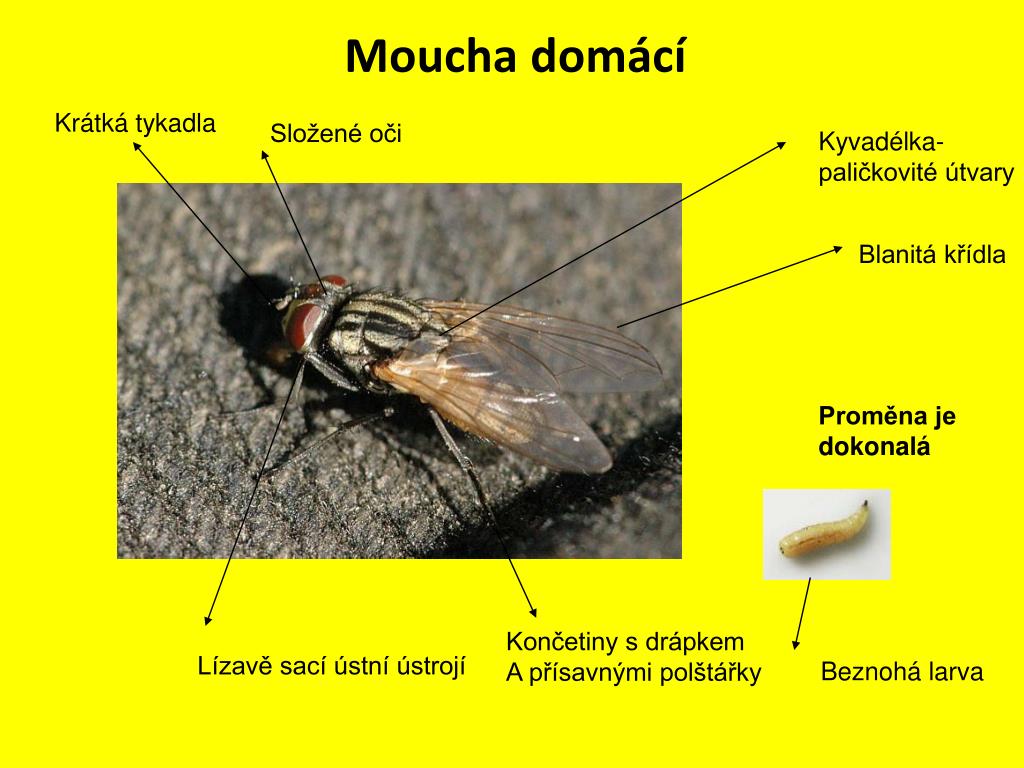 PPT - Dvoukřídlí systémové zařazení: ÚKOL- zařaďte systémově dvoukřídlí ...