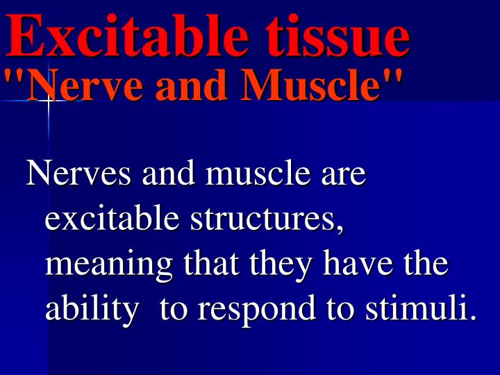 PPT - Excitable tissue PowerPoint Presentation, free download - ID:3363869