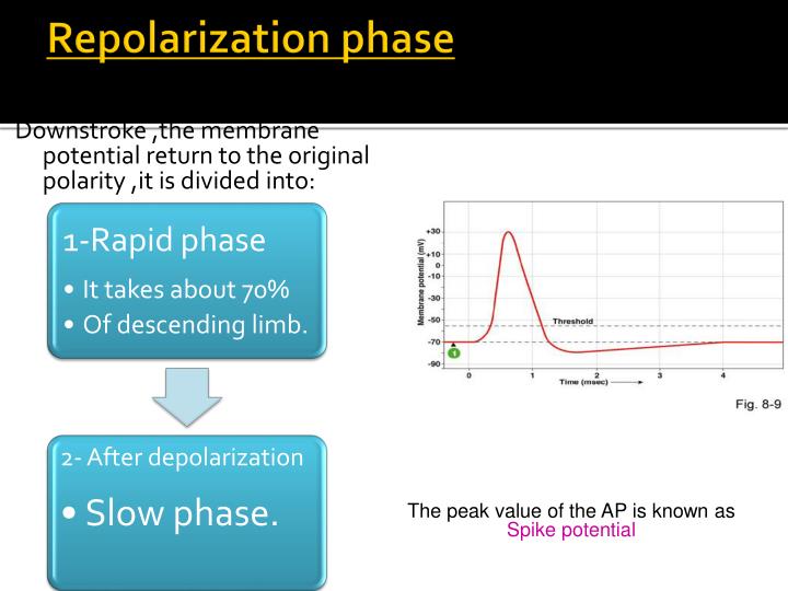 PPT - Resting membrane potential PowerPoint Presentation - ID:3364241