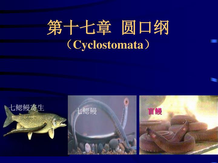 PPT - 第十七章 圆口纲 （ Cyclostomata ） PowerPoint Presentation - ID:3364696