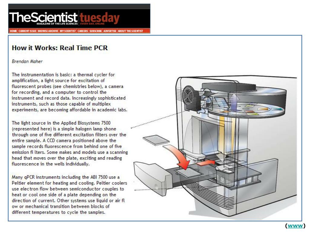 PPT - Real-Time PCR M.Tevfik DORAK, MD PhD updated on April 3, 2012 ...