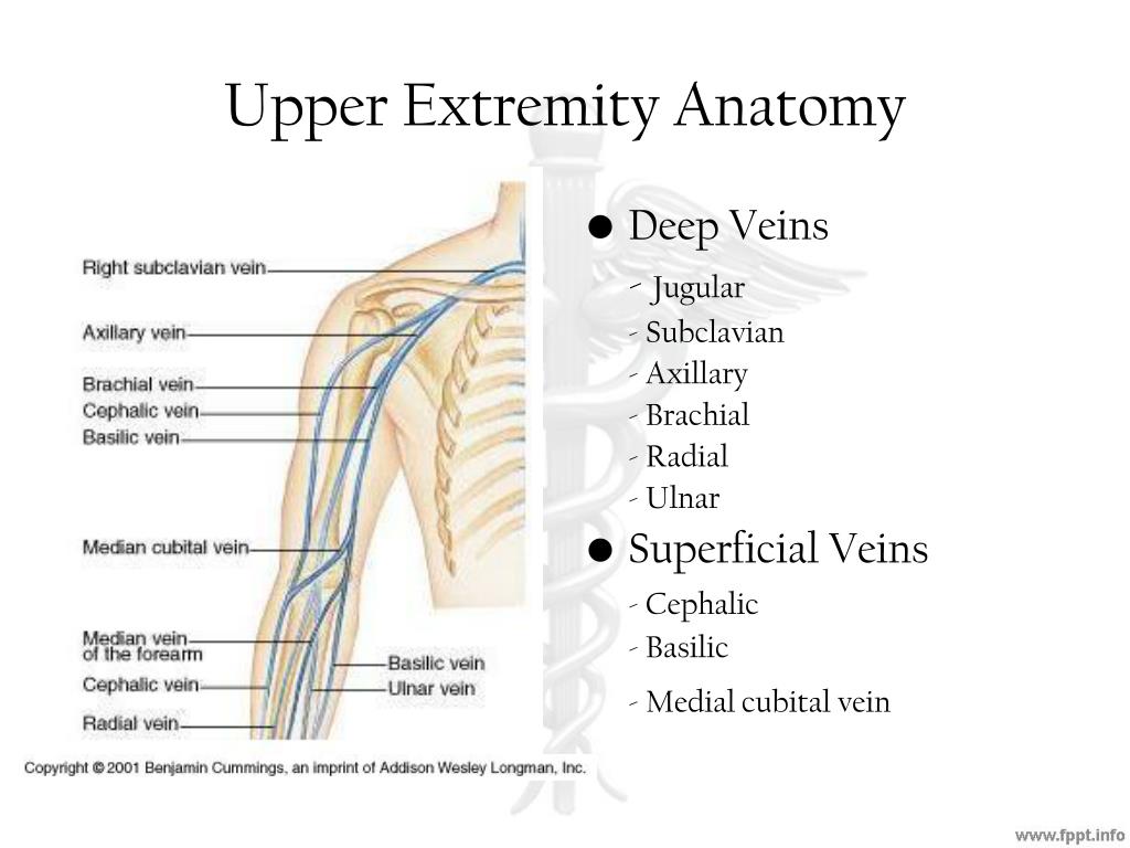 PPT - The Role of the Technologist in Pre-Op Surgical Planning for AVF ...
