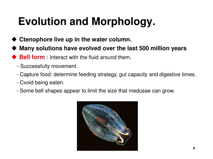 PPT - Phylum Ctenophora PowerPoint Presentation - ID:3365849