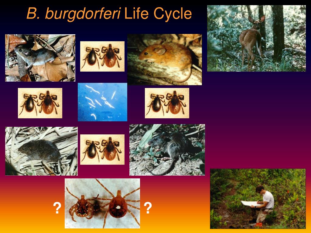 PPT - Borrelia and Babesia in wild vertebrates, ticks, and humans in ...
