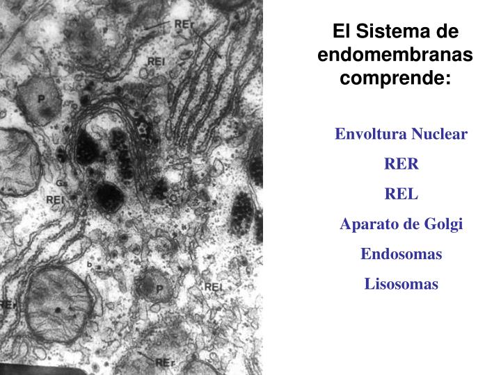PPT - El Sistema de endomembranas comprende: PowerPoint Presentation ...
