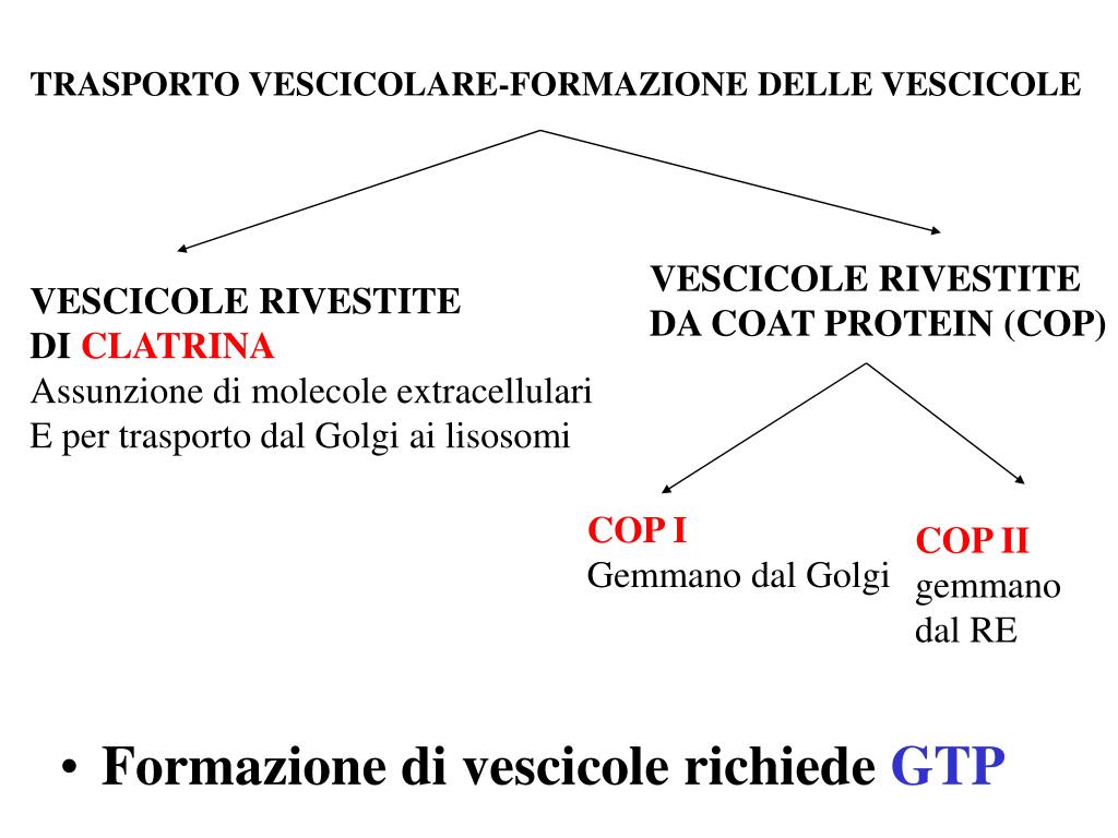 PPT - Organuli : A) collegati a livello di membrane B) interagiscono ...