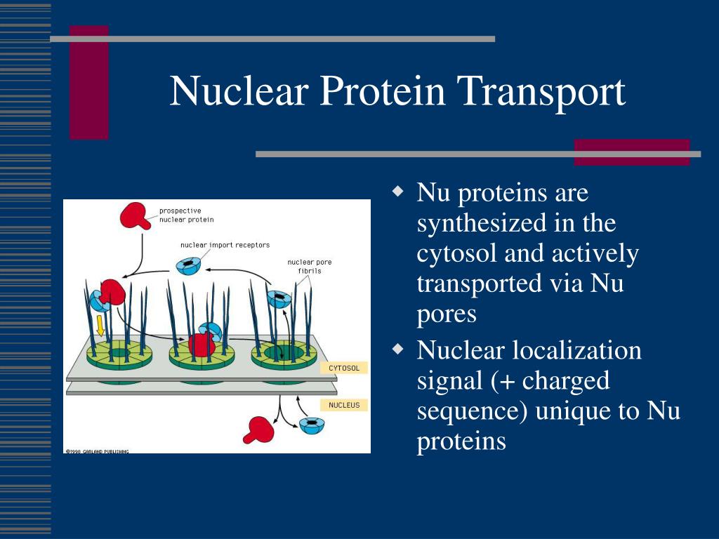 PPT - Protein Sorting PowerPoint Presentation, free download - ID:3366220 PPT - Protein Sorting PowerPoint Presentation, free download - ID:3366220