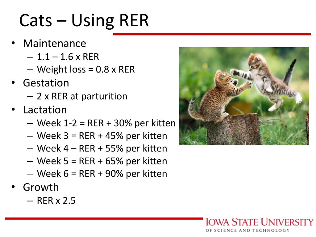 PPT - Nutrition of Companion Animals – 2 March 13, 2013 PowerPoint ...
