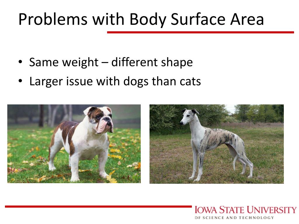 PPT - Nutrition of Companion Animals – 2 March 13, 2013 PowerPoint ...