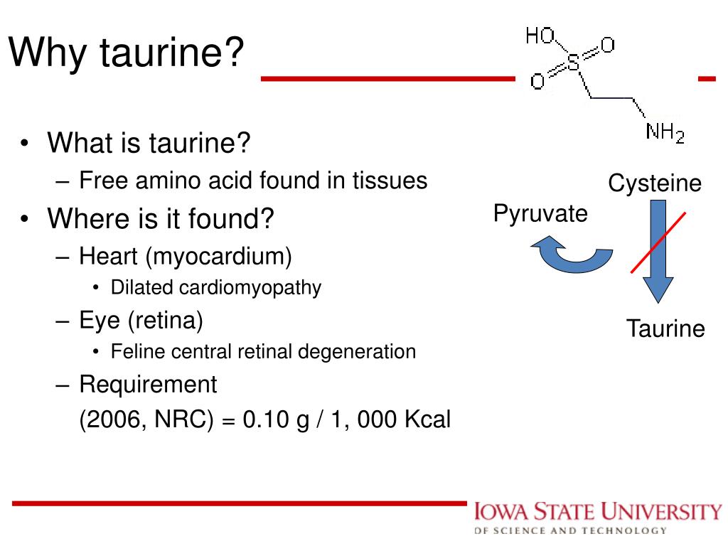 PPT - Nutrition of Companion Animals – 2 March 13, 2013 PowerPoint ...