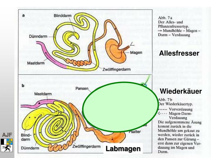 PPT - Das Reh - Anatomie und Lebensweise PowerPoint Presentation - ID ...