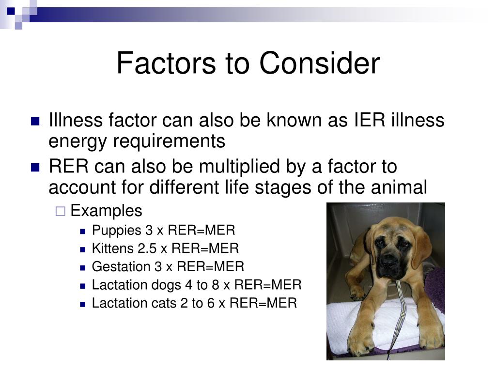 PPT - Small Animal Nutrition PowerPoint Presentation, free download ...
