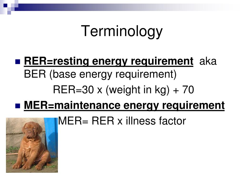 PPT - Small Animal Nutrition PowerPoint Presentation, free download ...