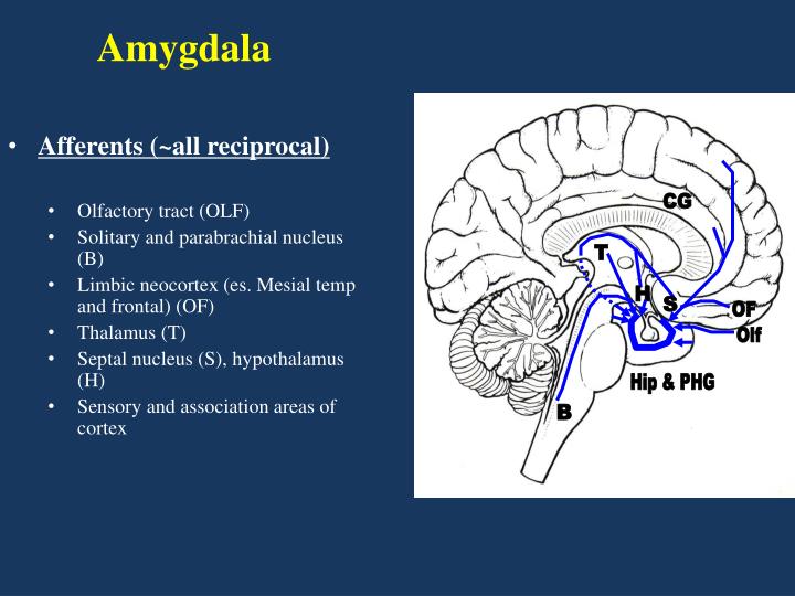 PPT - Limbic System PowerPoint Presentation - ID:3366769