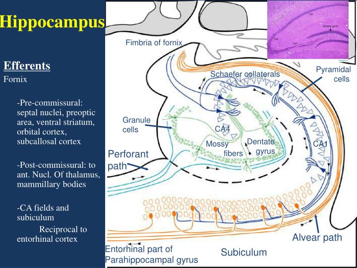 PPT - Limbic System PowerPoint Presentation - ID:3366769