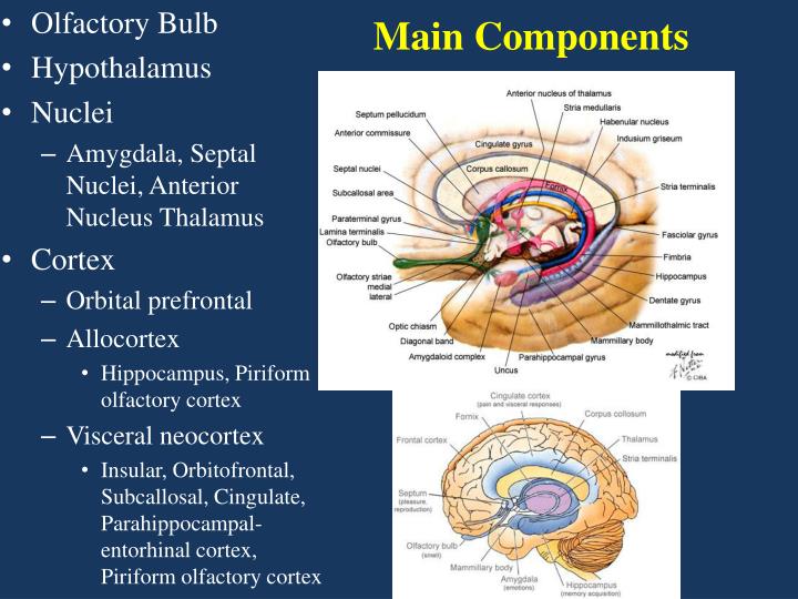 PPT - Limbic System PowerPoint Presentation - ID:3366769