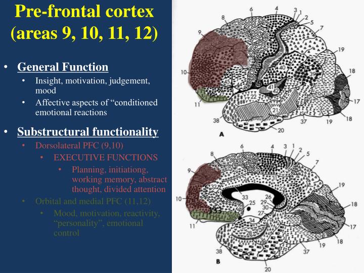 PPT - Limbic System PowerPoint Presentation - ID:3366769