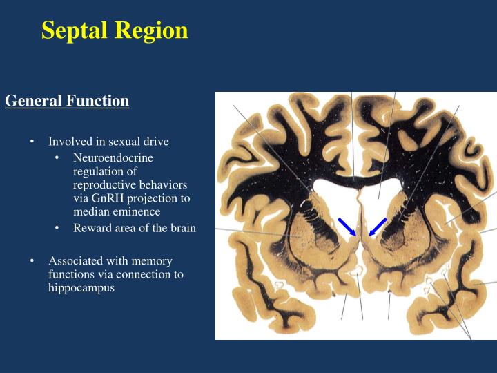 PPT - Limbic System PowerPoint Presentation - ID:3366769