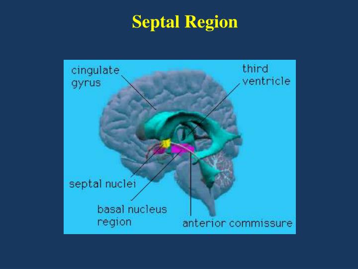 PPT - Limbic System PowerPoint Presentation - ID:3366769