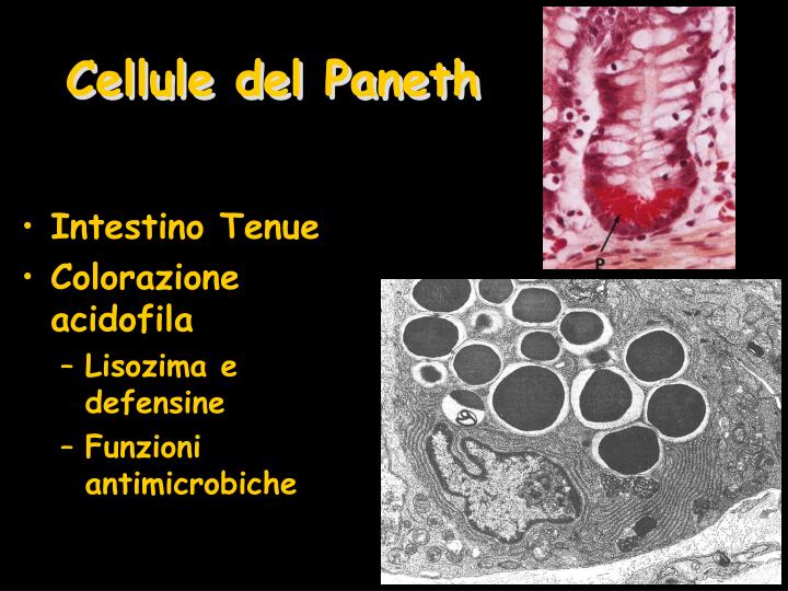 PPT - Ribosomi Reticolo Endoplasmatico Apparato di Golgi PowerPoint ...