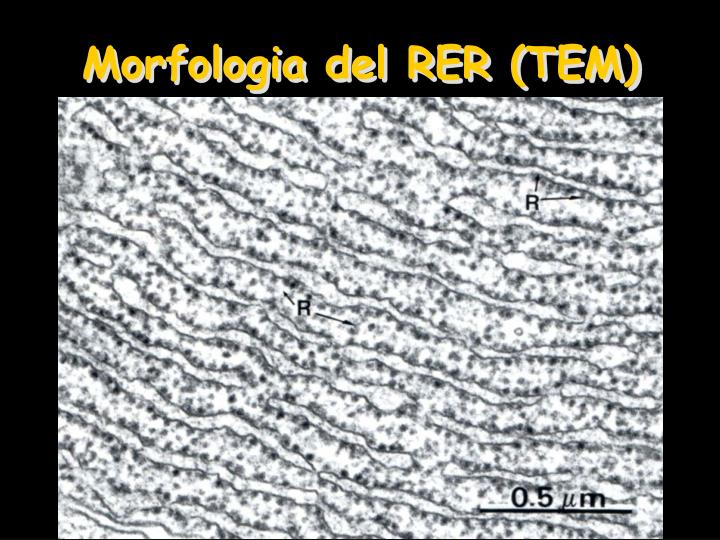 PPT - Ribosomi Reticolo Endoplasmatico Apparato di Golgi PowerPoint ...