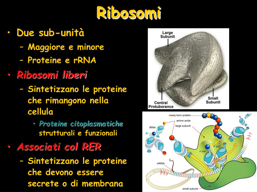 PPT - Ribosomi Reticolo Endoplasmatico Apparato di Golgi PowerPoint ...