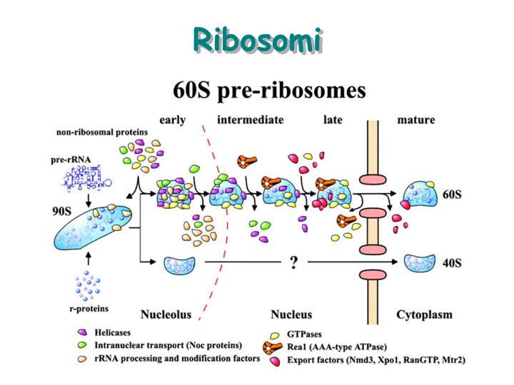PPT - Ribosomi Reticolo Endoplasmatico Apparato di Golgi PowerPoint ...