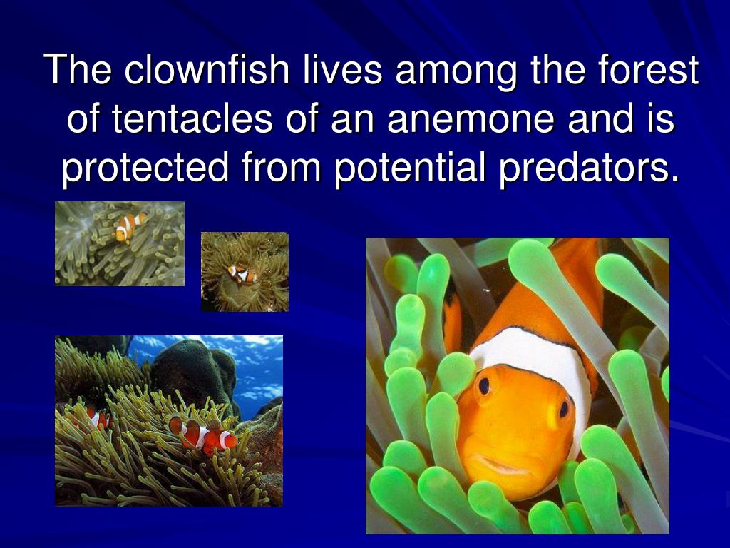 PPT - Competition, Predation, Symbiosis, Mutualism, Commensalism, or ...