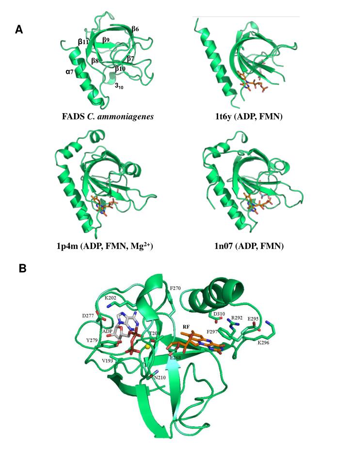PPT - 1p4m (ADP, FMN, Mg 2+ ) 1n07 (ADP, FMN) PowerPoint Presentation ...