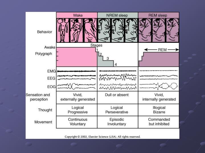 PPT - EEG Patterns During Sleep PowerPoint Presentation, free download ...