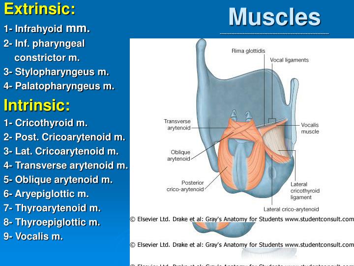 PPT - Larynx -------------------------------------------- PowerPoint ...